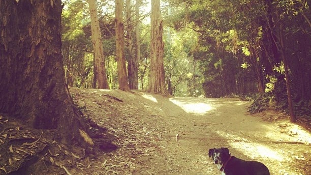 Ecology Trail - Presidio, San Francisco