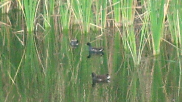 Pinckney Island National Wildlife Refuge - Pinckney Wildlife Refuge ...