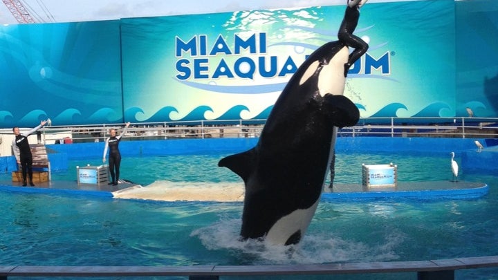 Miami Seaquarium - 4400 Rickenbacker Cswy, Key Biscayne