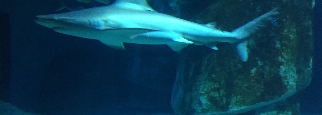 Sea Life London Aquarium - Waterloo - 130 tips