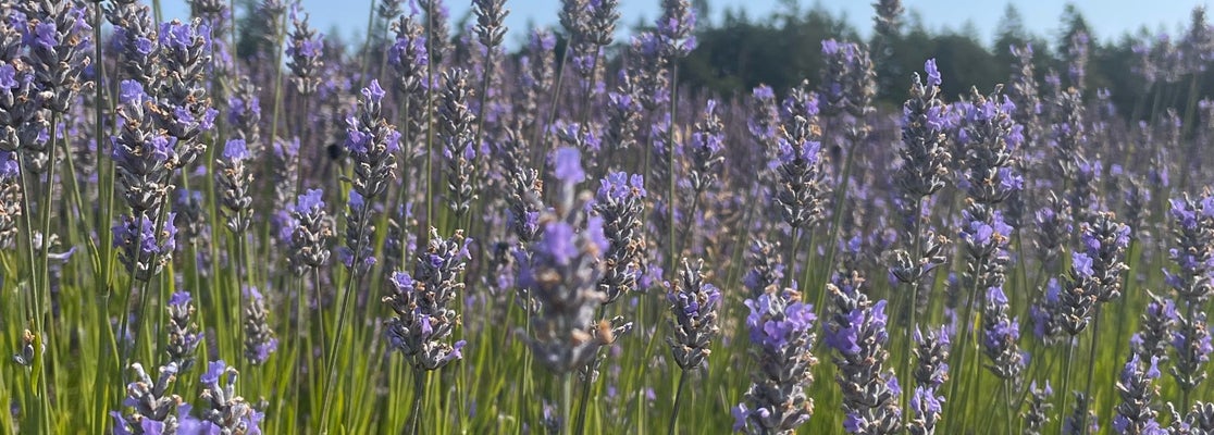 Pelindaba Lavender Farm - Farm