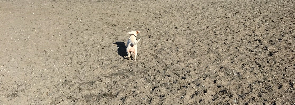 Edmonds Off-Leash Dog Park - Dog Park