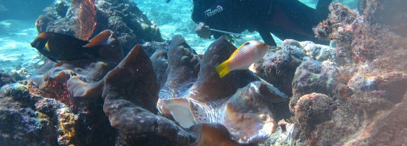 Derawan Dive Resort - 10 tips from 351 visitors