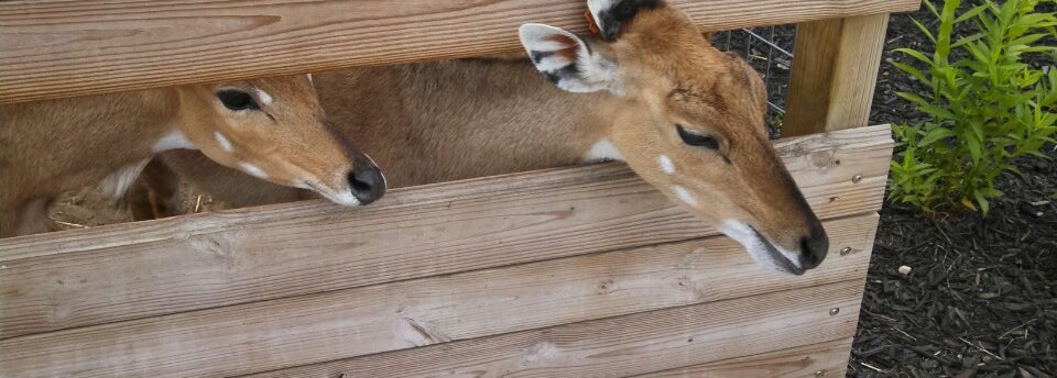 Boulder Ridge Wild Animal Park - Zoo