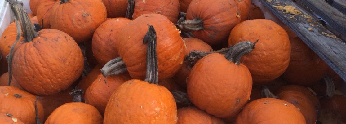 Zittel Farms - Farm in Folsom