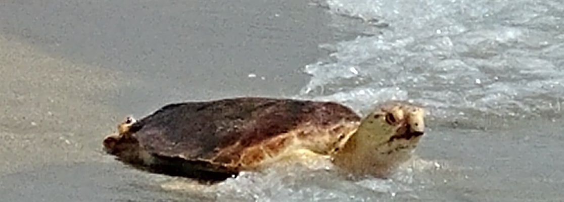 Loggerhead Beach - Beach