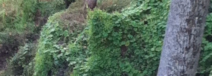 Herring Run Park - Mayfield - Montebello - Baltimore, MD