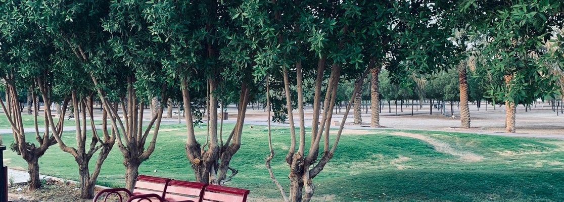 حديقة الروضه | Alrawdhah garden - الروضة - الرياض, منطقة الرياض‎