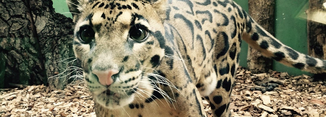 Zoo Praha - Praha-Troja - Praha, Hlavní město Praha