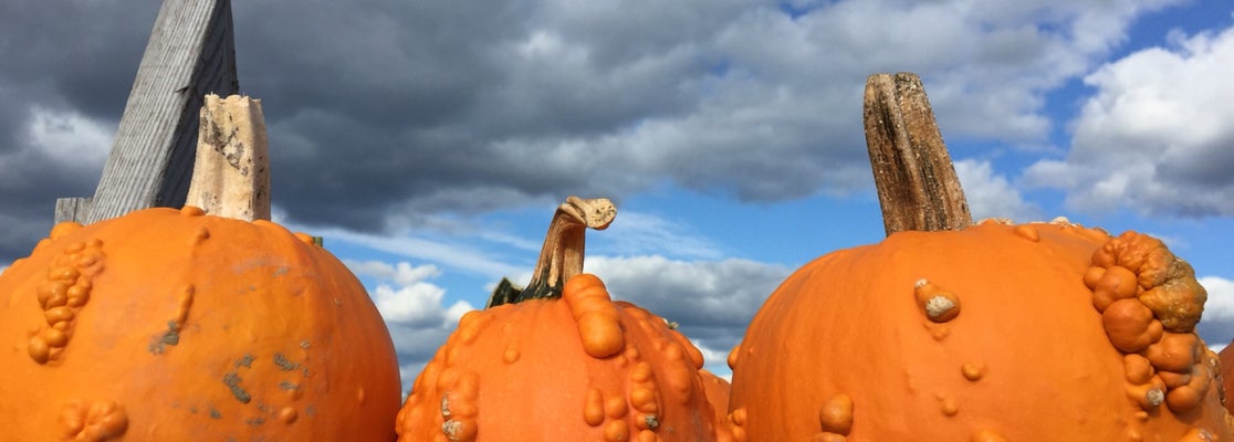 Milk Pail Farms - Watermill, NY