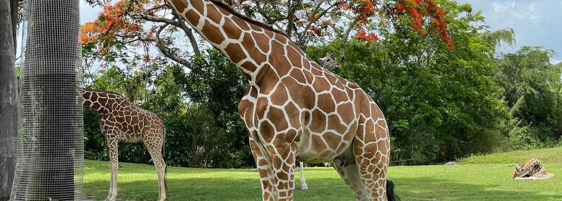 Zoo Miami - 185 tips from 9783 visitors