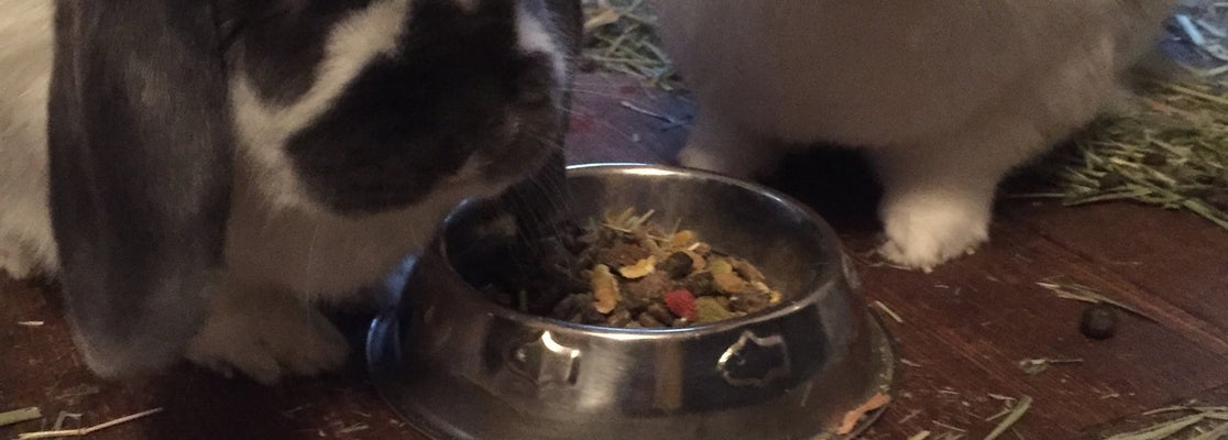 The Drunk Rabbit Co. - The Acre - 1 visitor