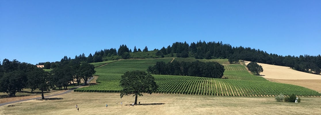 Stoller Vineyard - Dayton, OR
