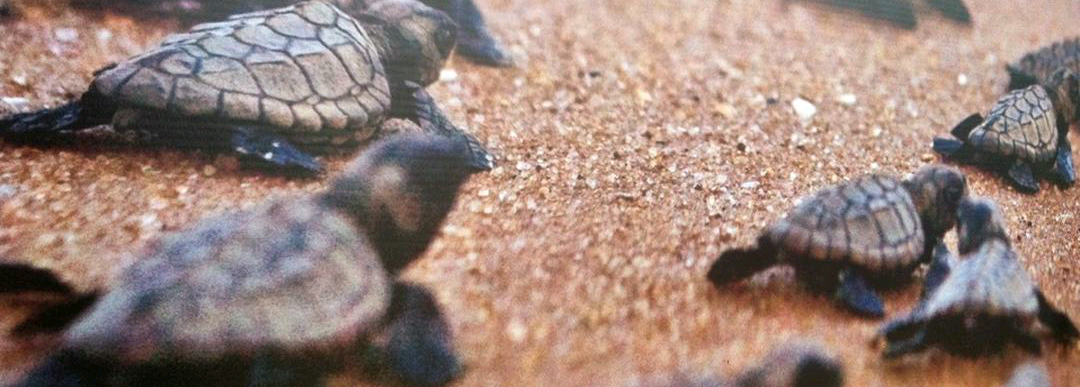 Projeto Tamar - Florianópolis, SC