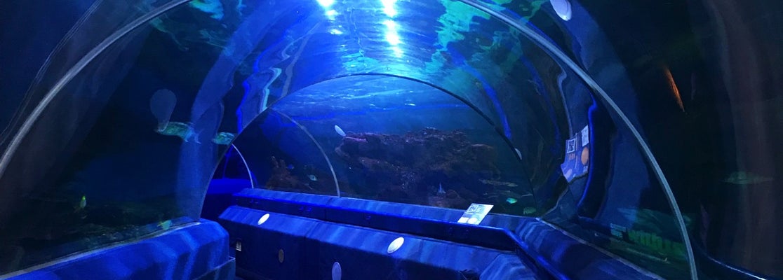 Blue Planet Aquarium - Aquarium