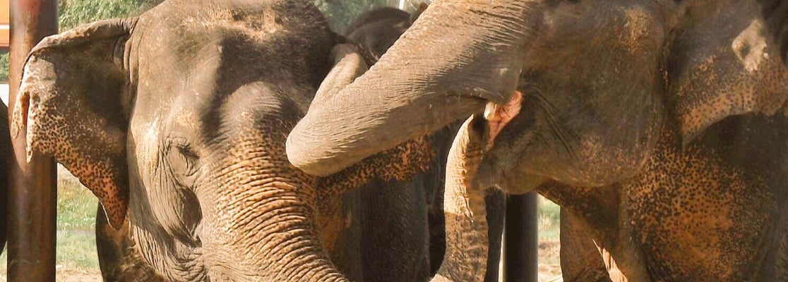 Elephantstay - Stable