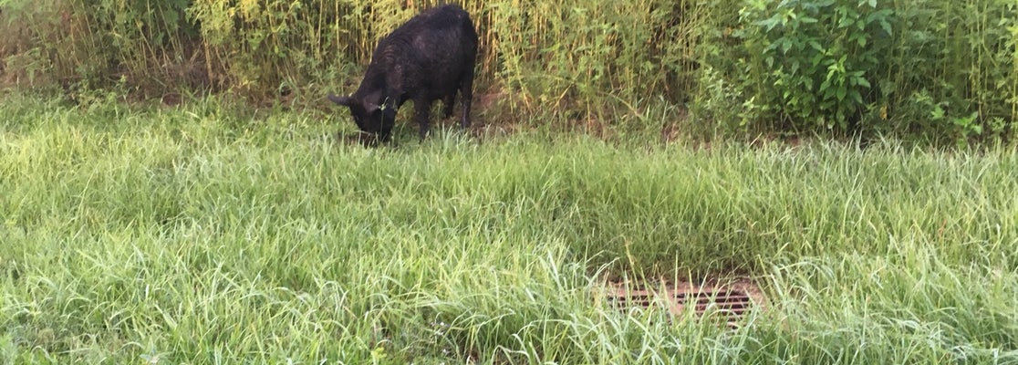 Circle B Bar Reserve - Lakeland, FL