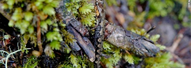Great Smoky Mountains National Park - Gatlinburg, TN