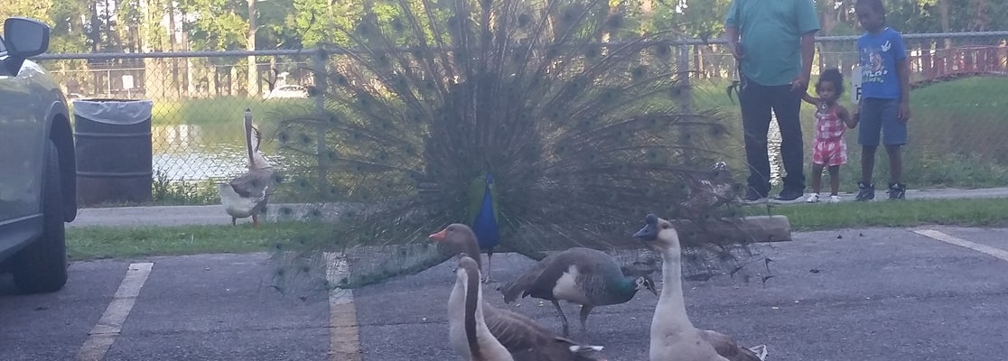 Alexander Deussen Park - Houston, TX