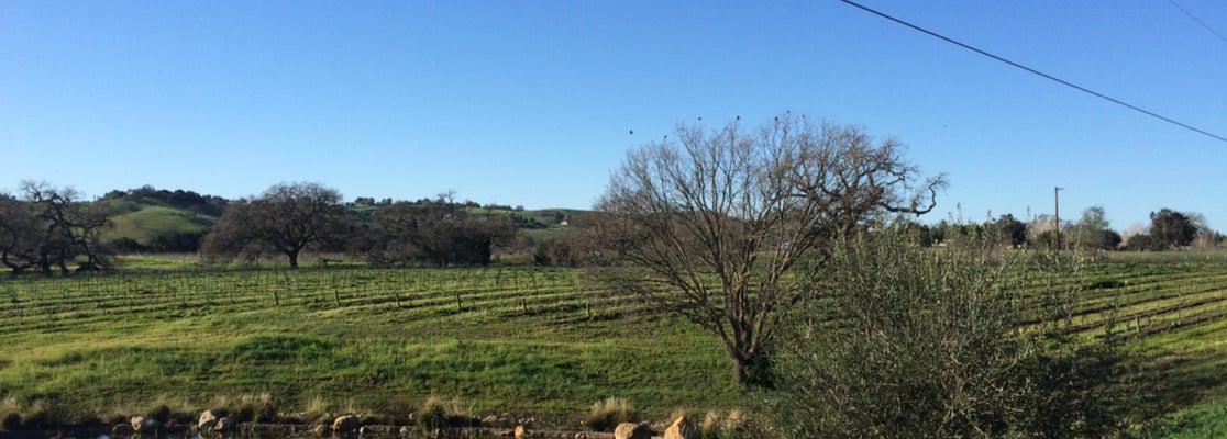 Beckman Vineyards - Vineyard