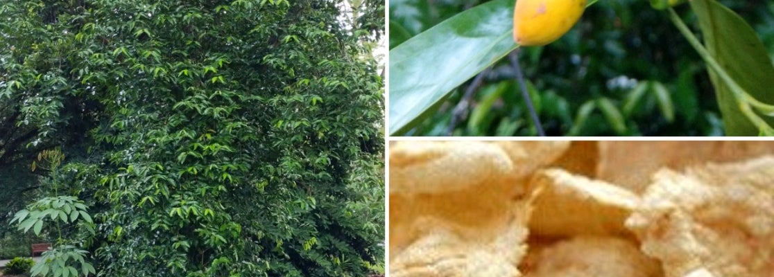 Singapore Botanic Gardens - Tanglin - 242 tips from 20963 visitors