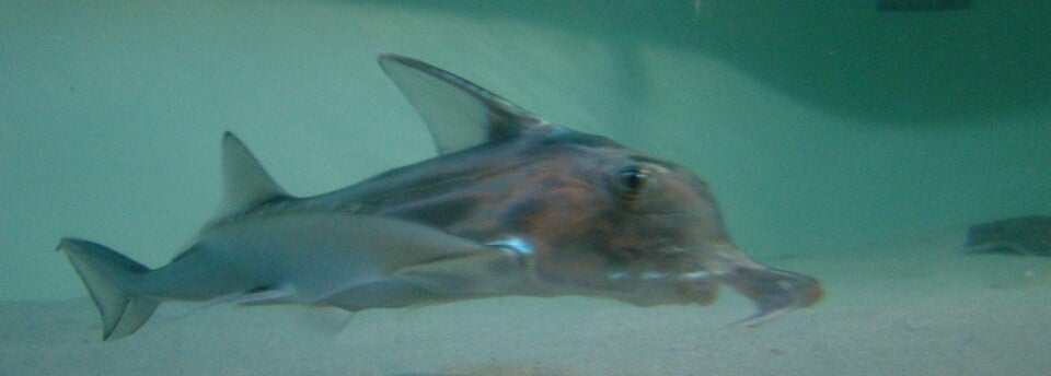 Two Oceans Aquarium - Aquarium in Cape Town CBD - Foreshore