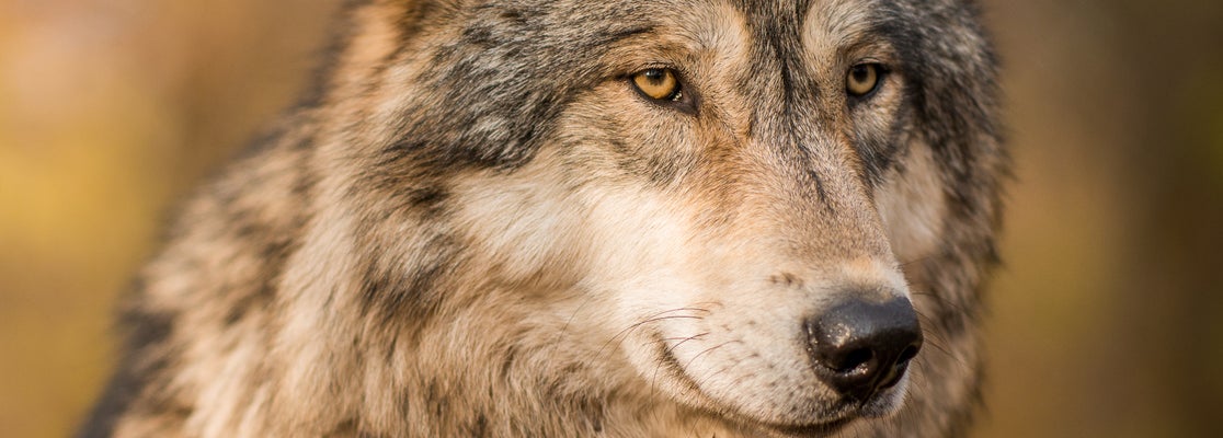 Wolf Science - 1 tip