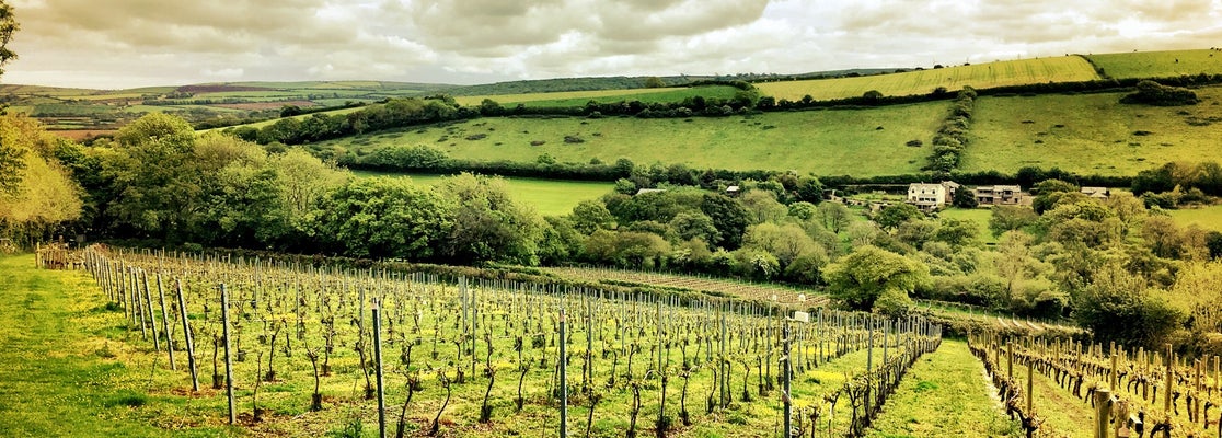 Camel Valley Vineyard - 7 tips from 170 visitors