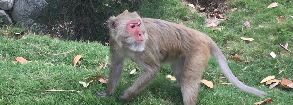 Hon Lao Monkey Island - 20 tips