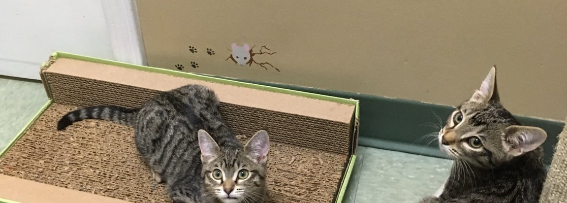 Meow Cat Rescue - Animal Shelter