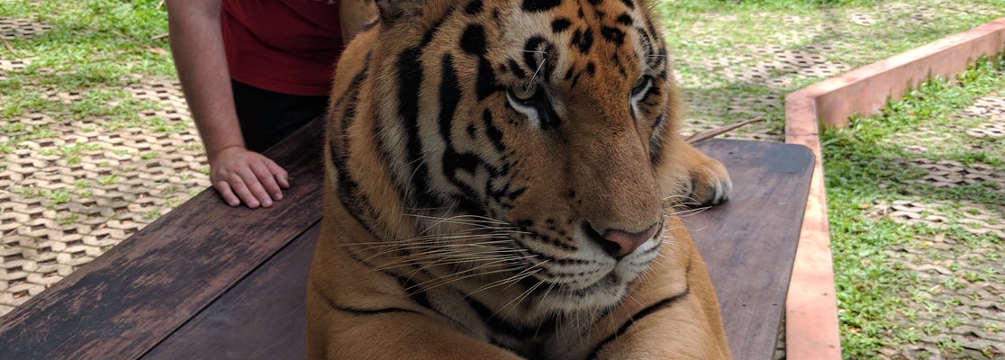 Tiger Kingdom (คุ้มเสือ) - 75 tips from 4732 visitors