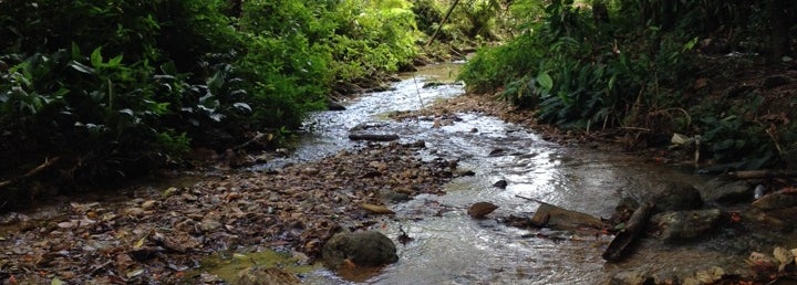 Aripo River