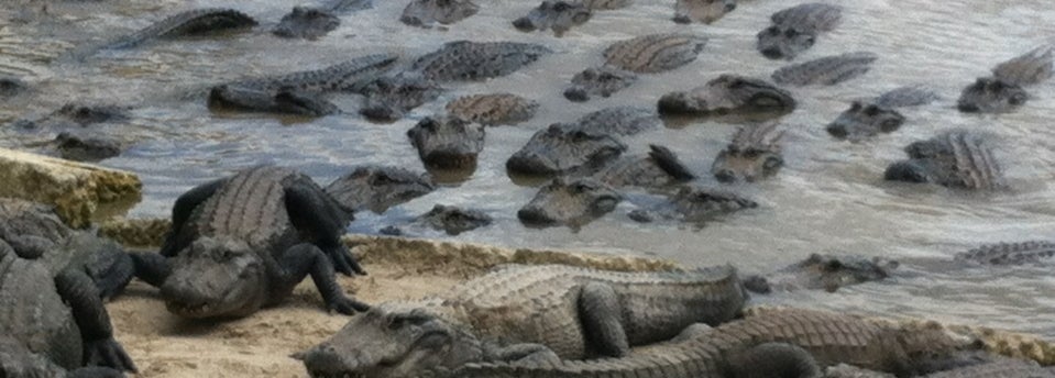 Everglades Alligator Farm - Homestead, FL
