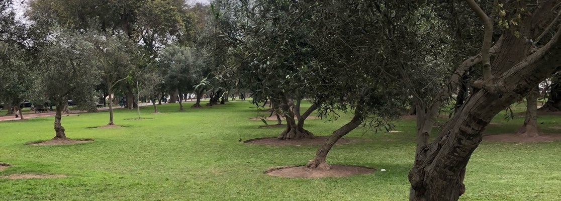 Bosque El Olivar - Park in San Isidro