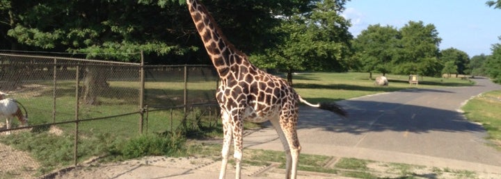 Six Flags Wild Safari - 37 tips from 3402 visitors