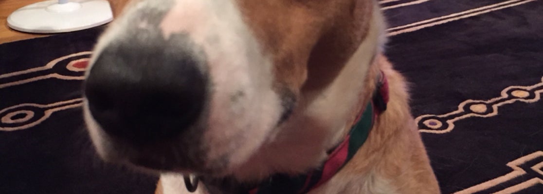 Adogo Pet Hotel - Pet Service in Minnetonka - Hopkins