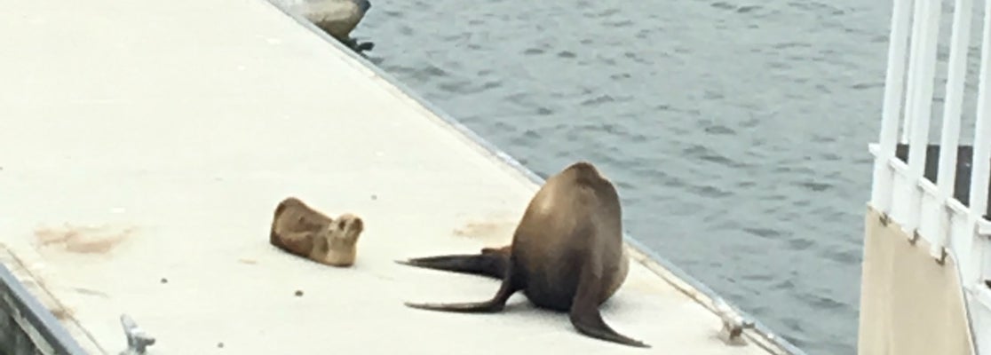 Del Rey Landing & Docks - 1 tip