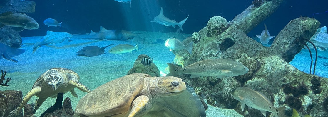 ABQ BioPark Aquarium - Aquarium in Albuquerque