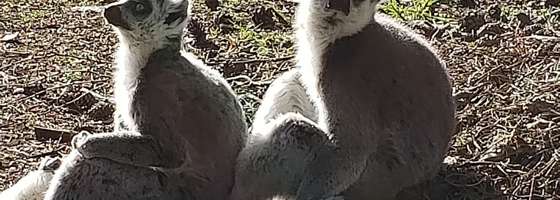 Yorkshire Wildlife Park - Zoo in Doncaster