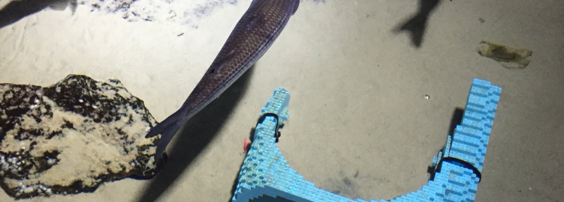 Sea Life London Aquarium - Waterloo - 130 tips