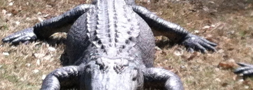 Gators & Friends Gator Park / Exotic Zoo - Zoo
