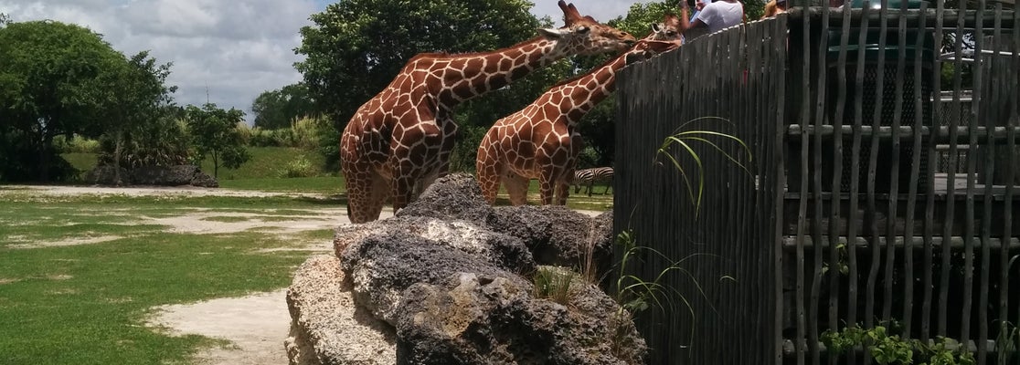 Zoo Miami - 186 tips from 9965 visitors