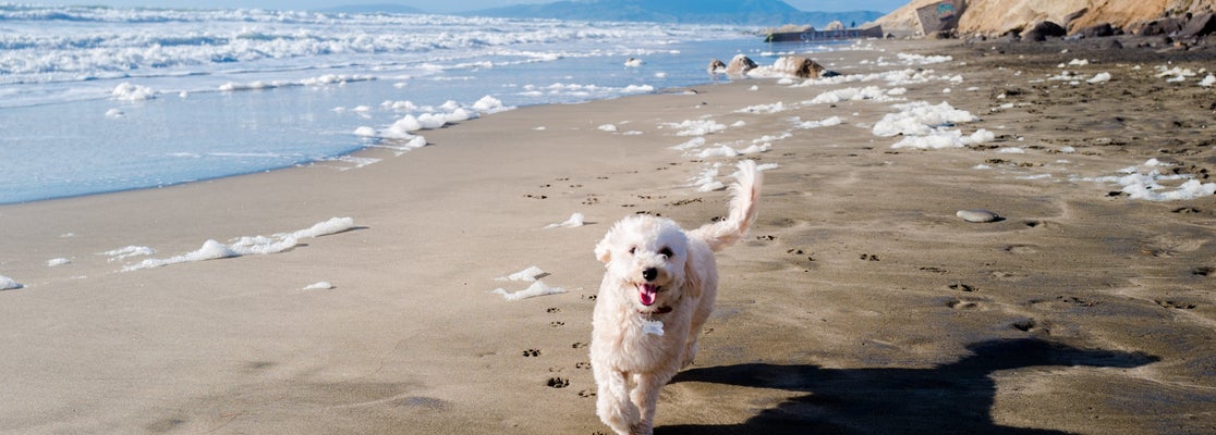 Fort Funston - Park in Lakeshore
