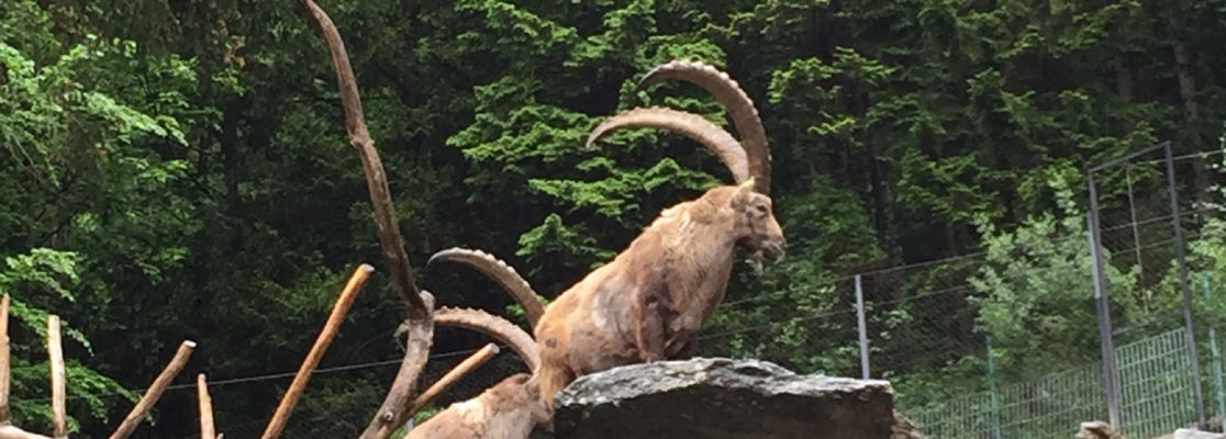 Alpenzoo Innsbruck - Zoo