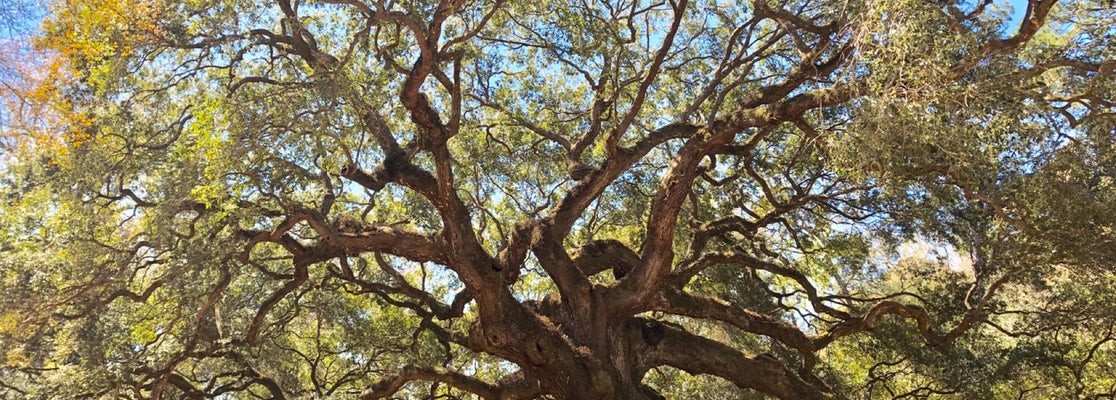 Angel Oak Tree - 57 tips from 4046 visitors