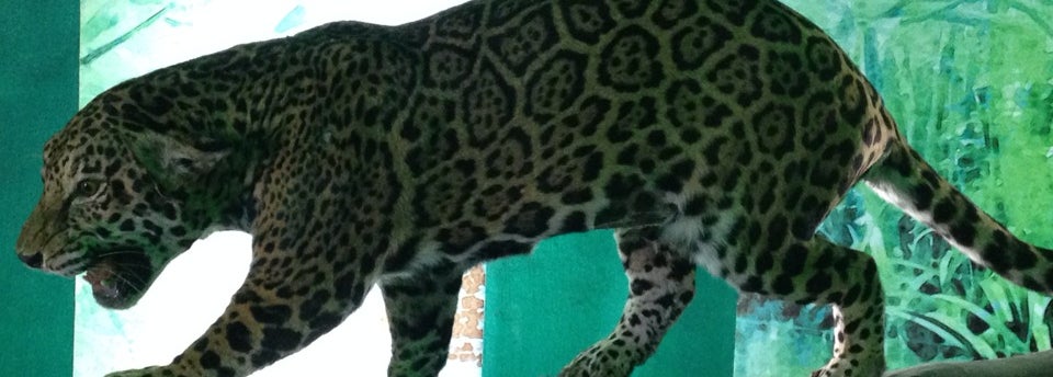 Zoológico Miguél Álvarez del Toro - ZOOMAT - Calzada Cerro Hueco S/N