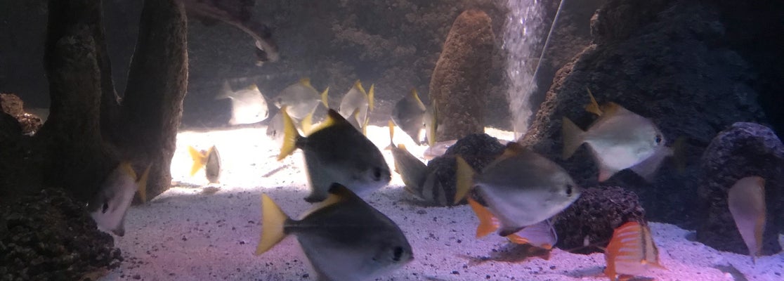 Sea Life London Aquarium - Waterloo - 130 tips