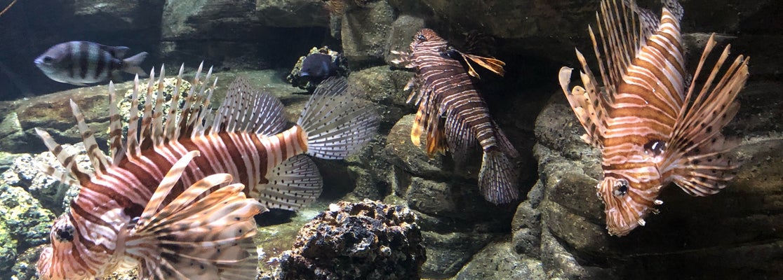 Sea Life London Aquarium - Waterloo - 130 tips