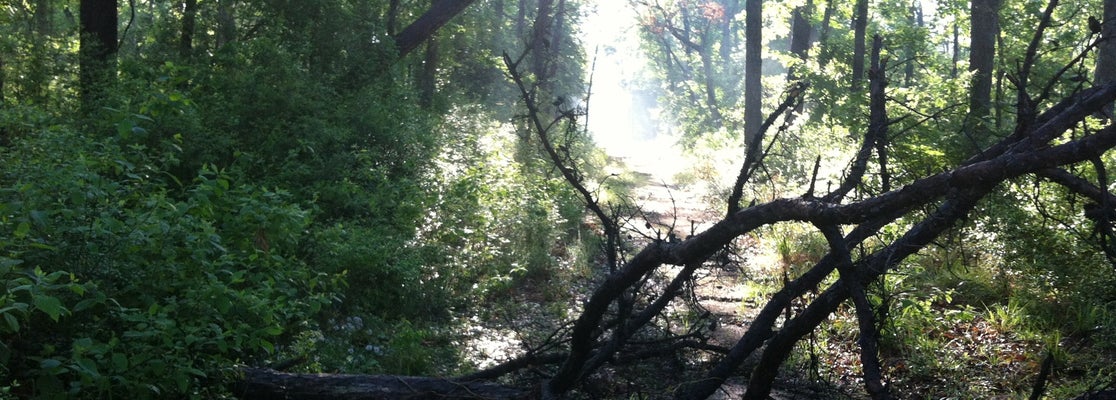 W G Jones State Forest - Park in Conroe