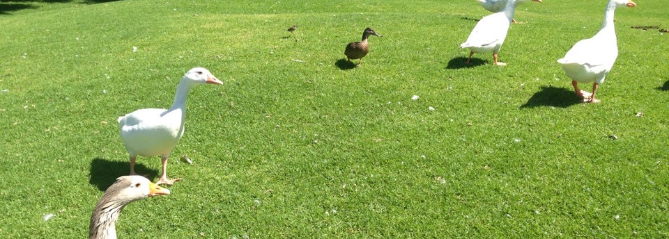 Western Springs Park - Western Springs - 731 Great North Rd